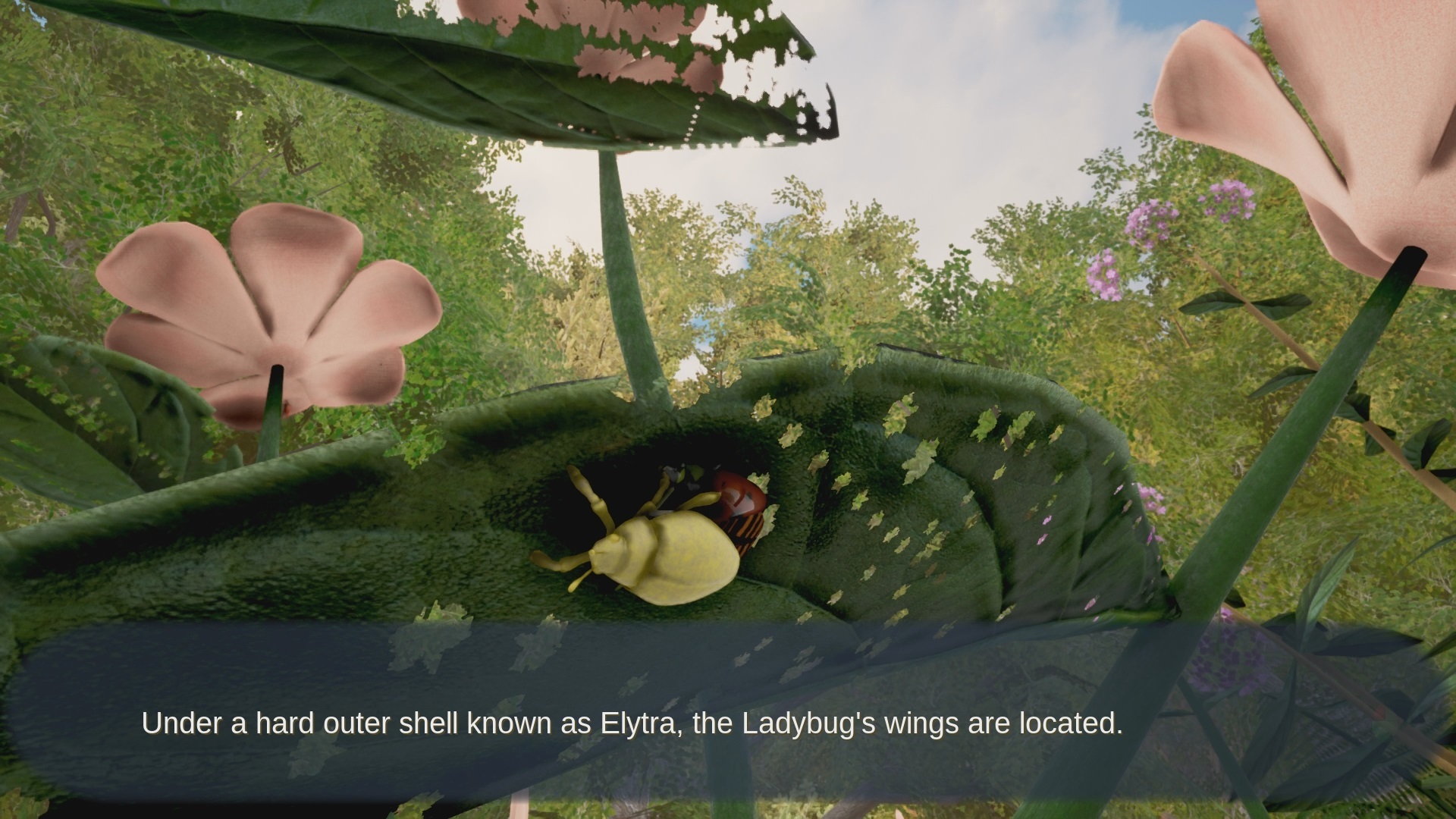 New Metamorphosis Visuals