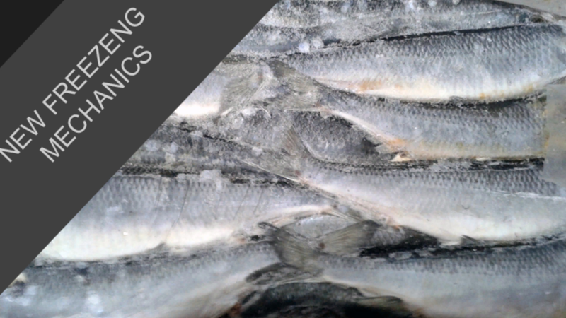 Fisher Online - New fish freeze system - Steam News