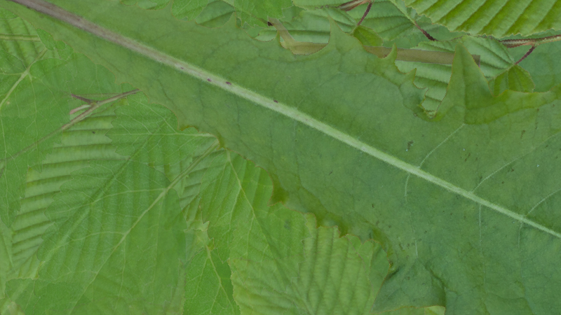 Shadowforge - Pixel tool fix - Steam News