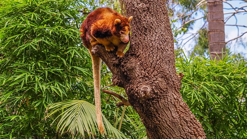 Steam :: Tree Simulator 2022 :: Tree Fact #71984