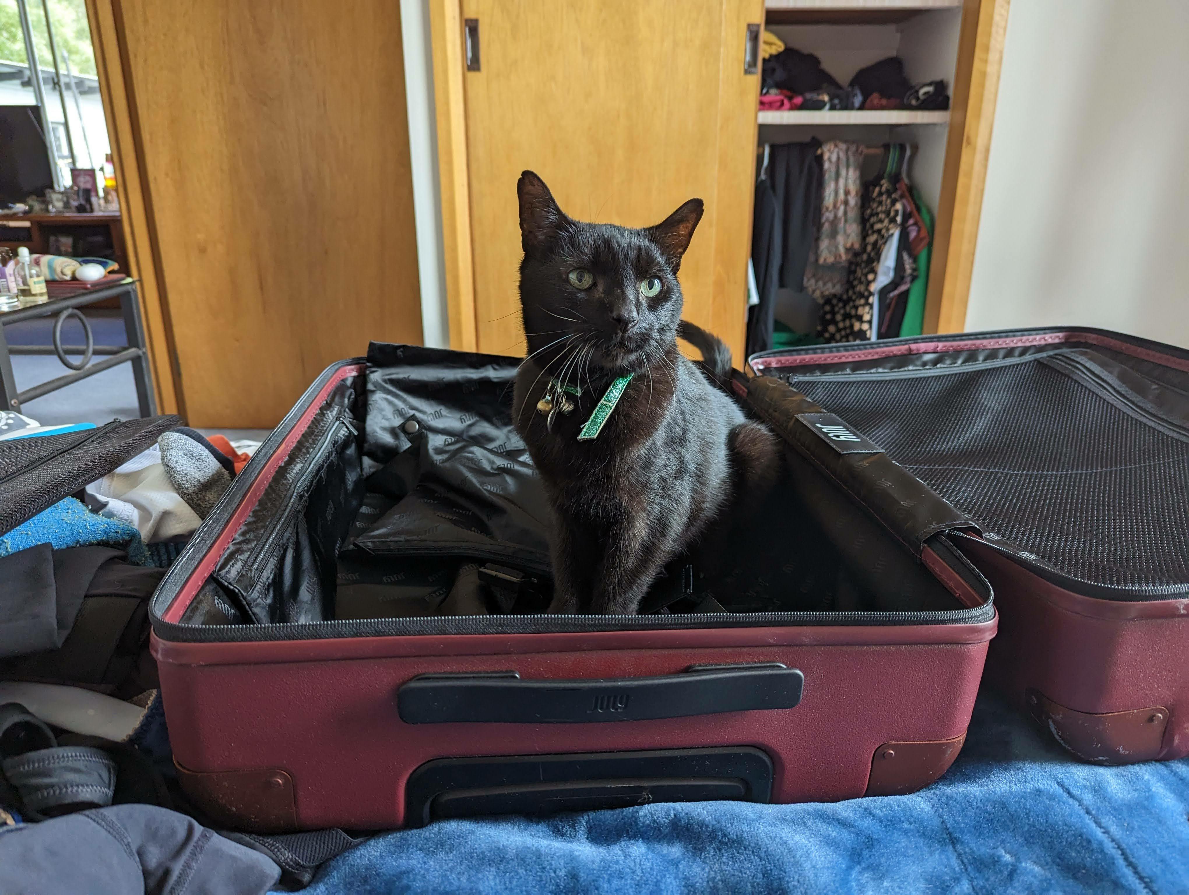 Steam Community :: Copycat