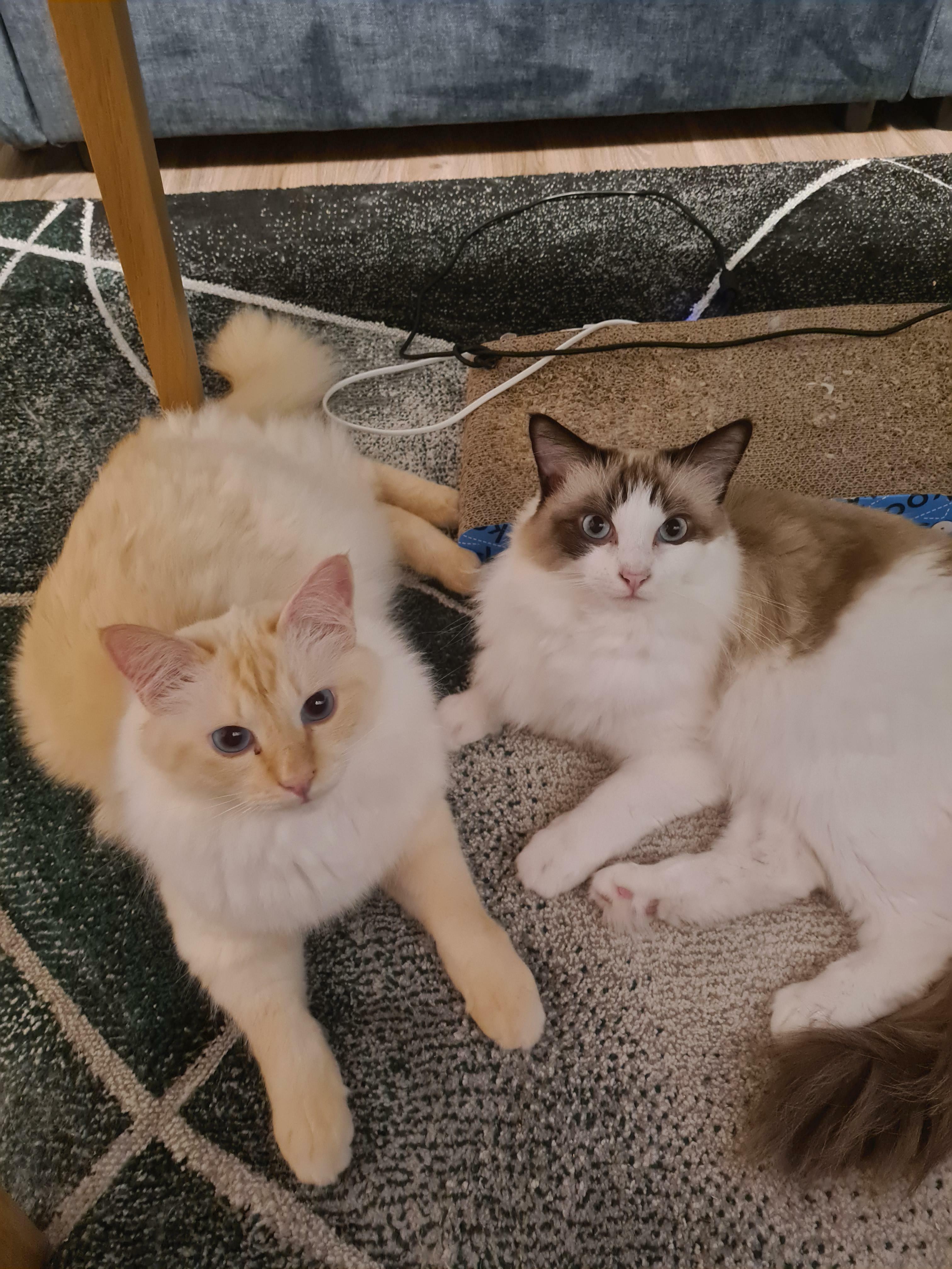 Steam Community :: Witchcraft Survivors