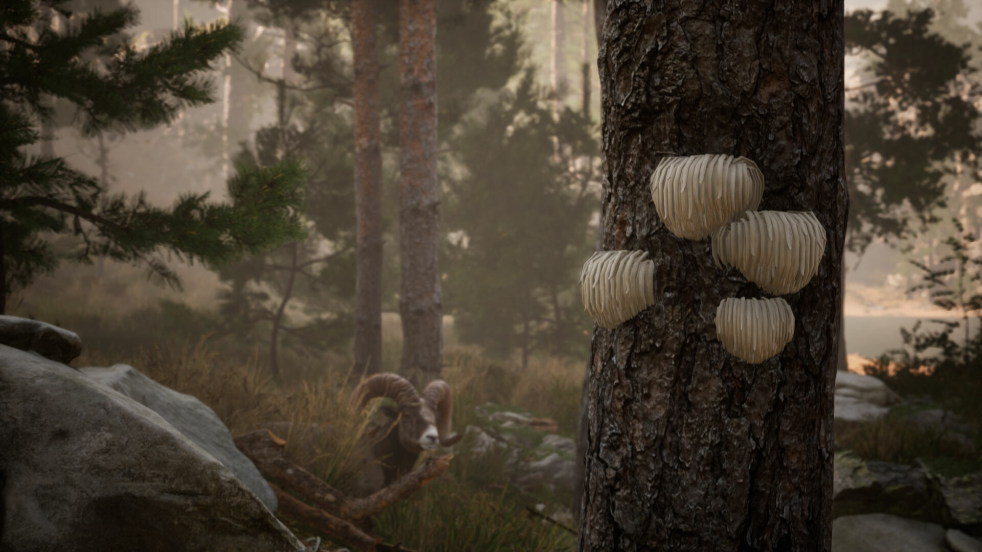 Morels: The Hunt 2 - Abrams Studios