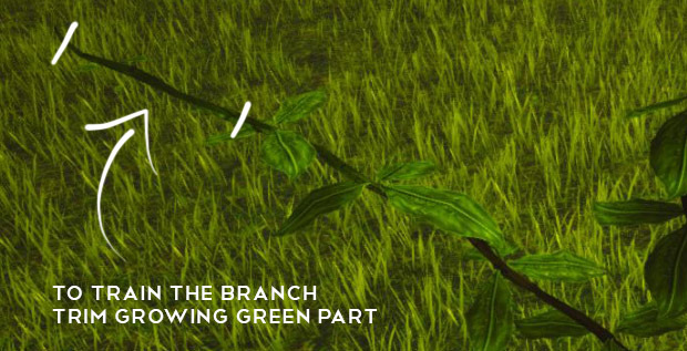 Steam Community :: Gardener Plant Creator