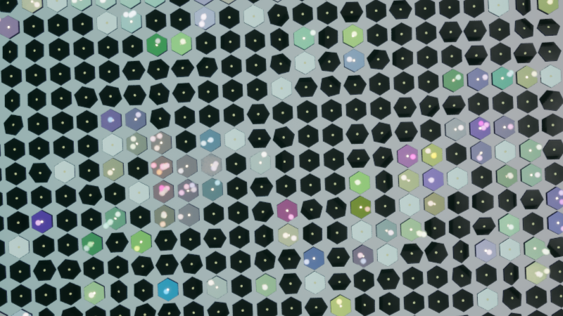 First-Person Data Explorer - 🌸 The Neural Garden Update — Coming ...